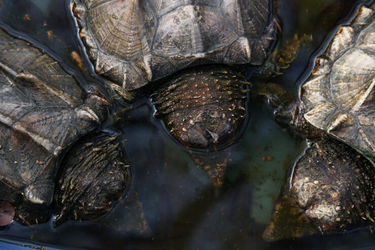 Biggest Alligator Snapping Turtle Ever Recorded