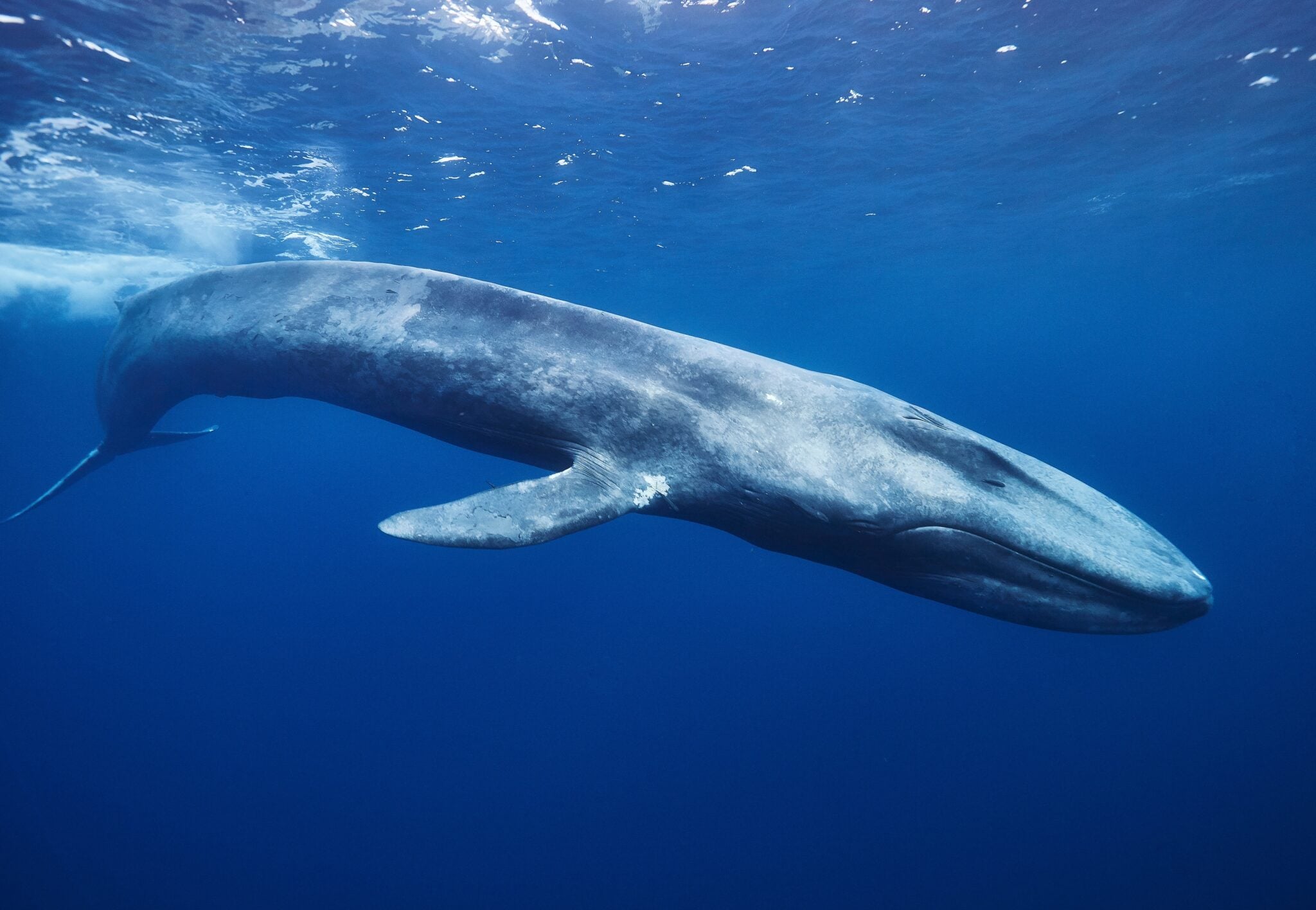 Blue Whale Population Facts