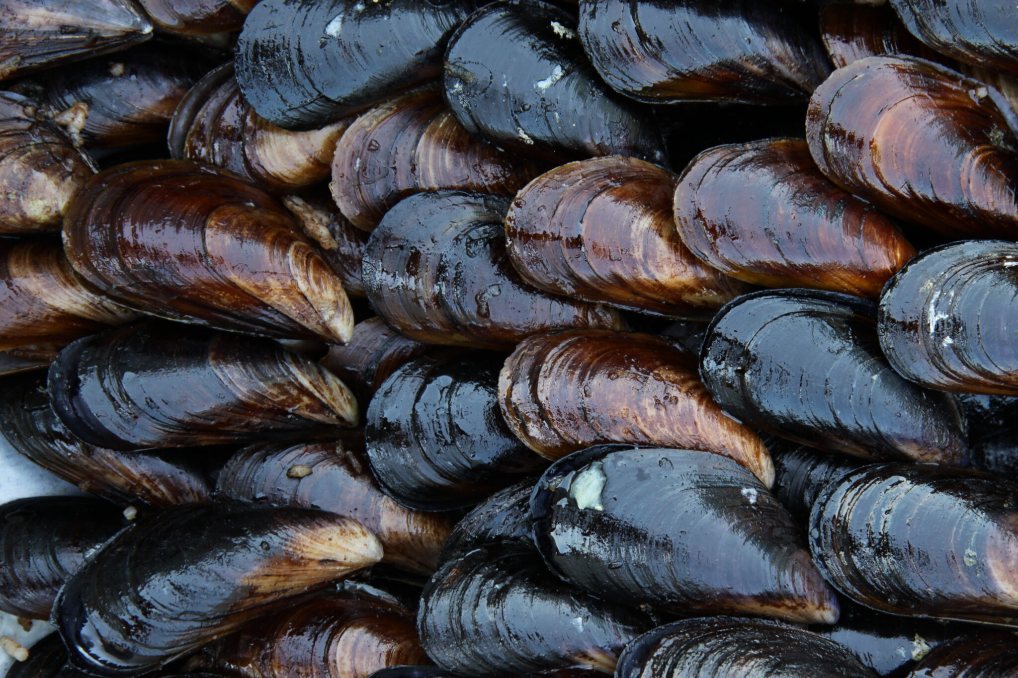 What's the Difference Between Green Mussels and Black Mussels?