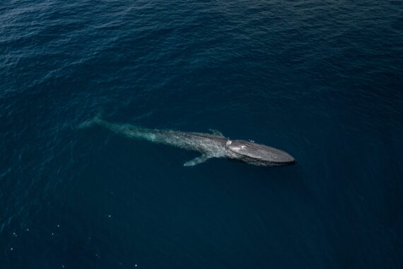 Do Blue Whales Have Teeth?