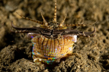 Bobbit Worm