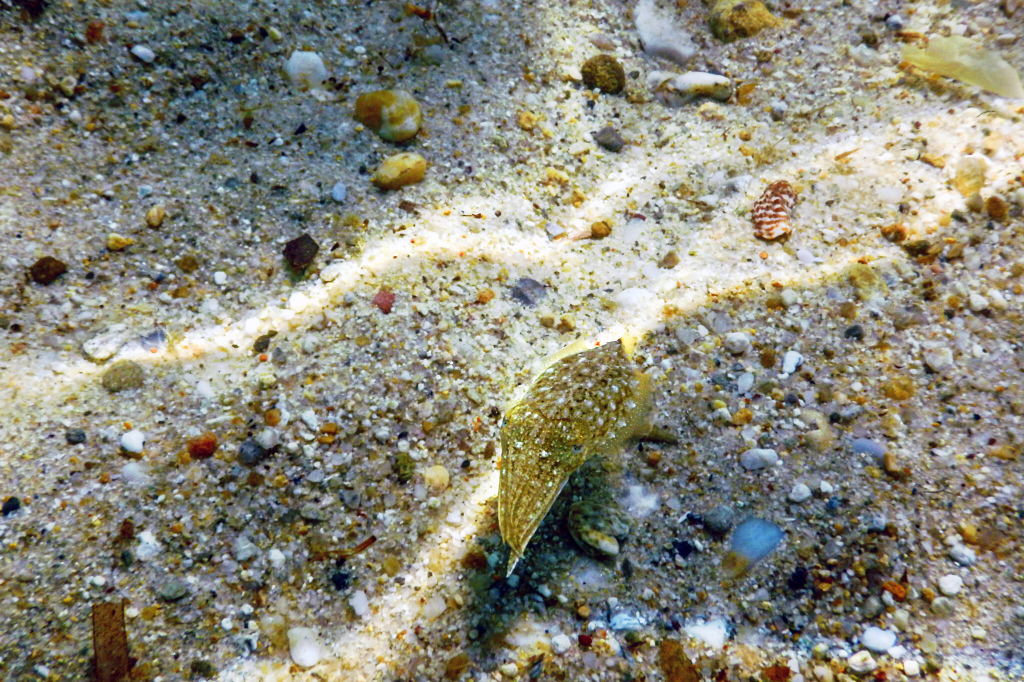 The Amazing Way Octopuses and Squids Change Colors