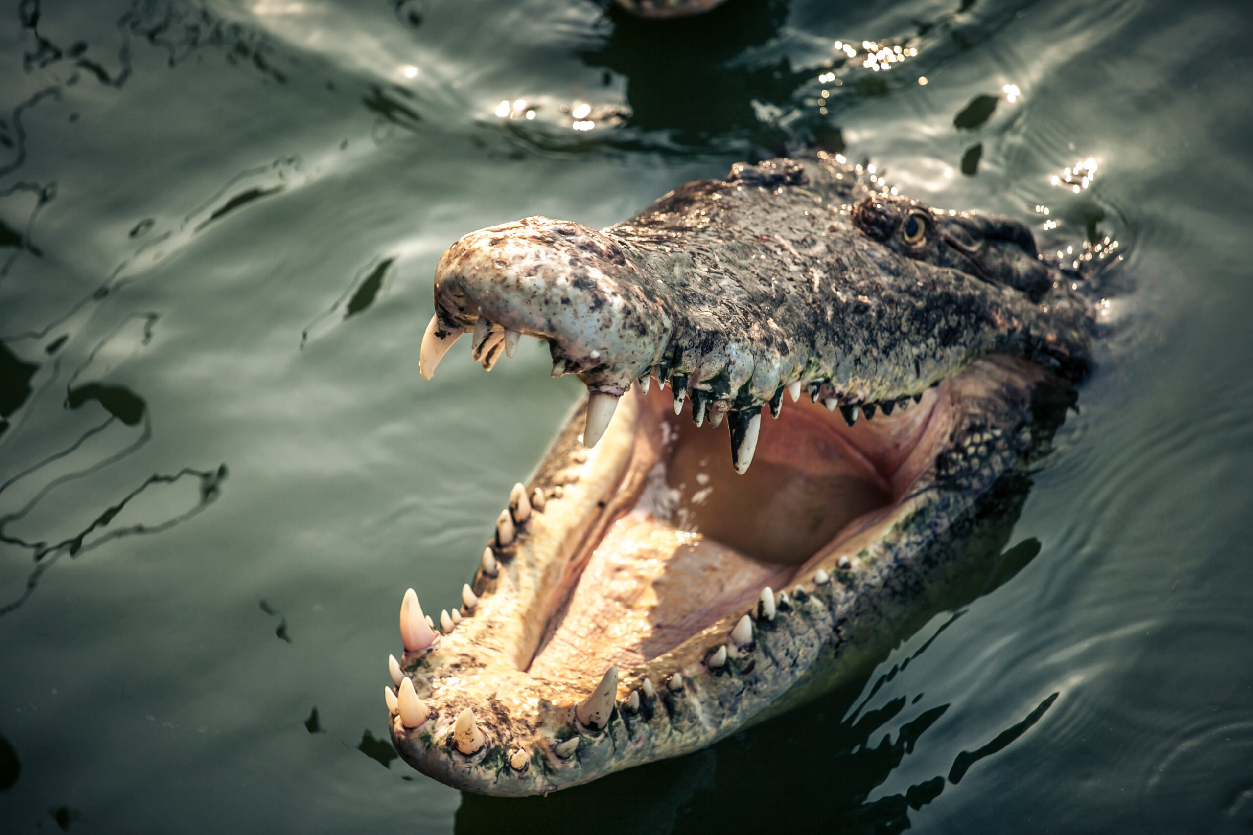 Difference Between Alligator And Crocodile Head