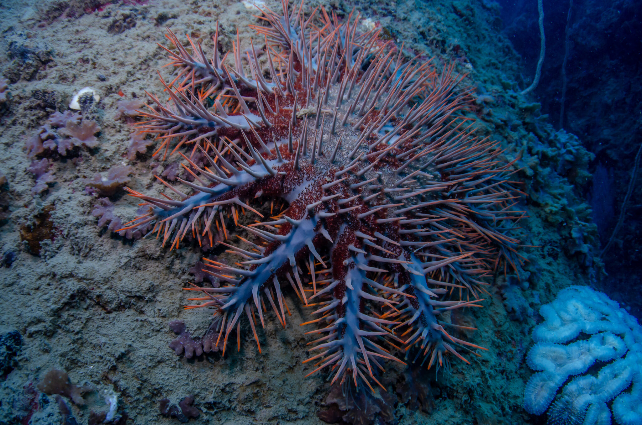 Crown of Thorns Starfish