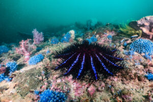 Crown of Thorns Starfish
