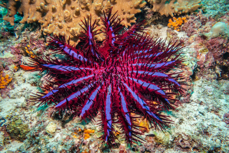 Crown of Thorns Starfish