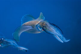 The Amazing Way Octopuses and Squids Change Colors