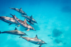 The Hilarious Way Dolphins Get High on Pufferfish