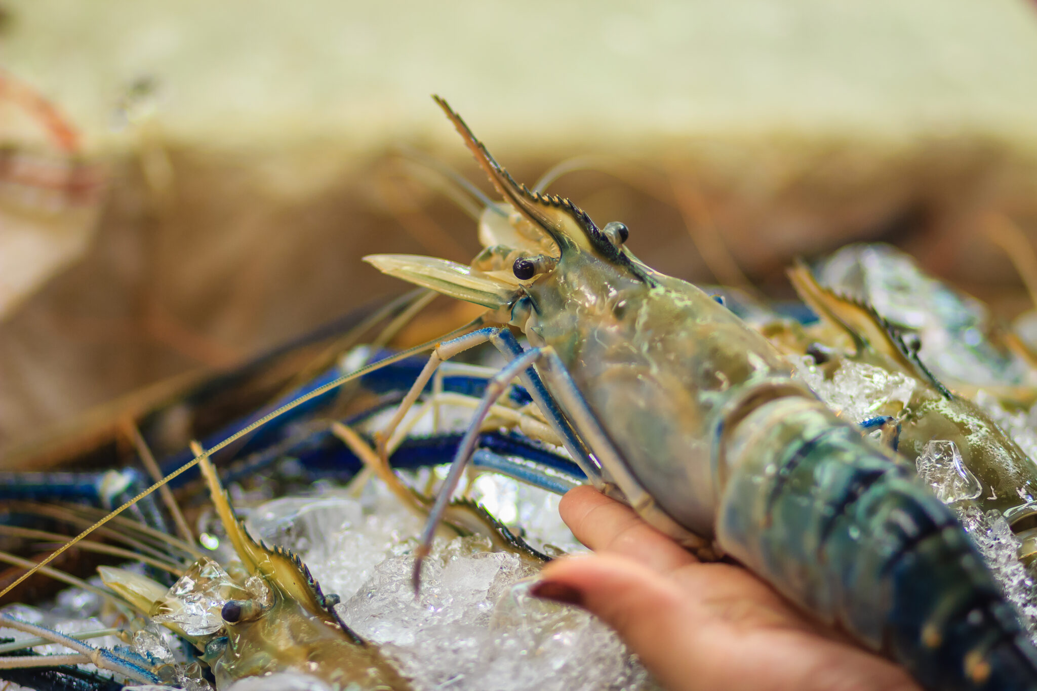 The Biggest Shrimp Ever Recorded
