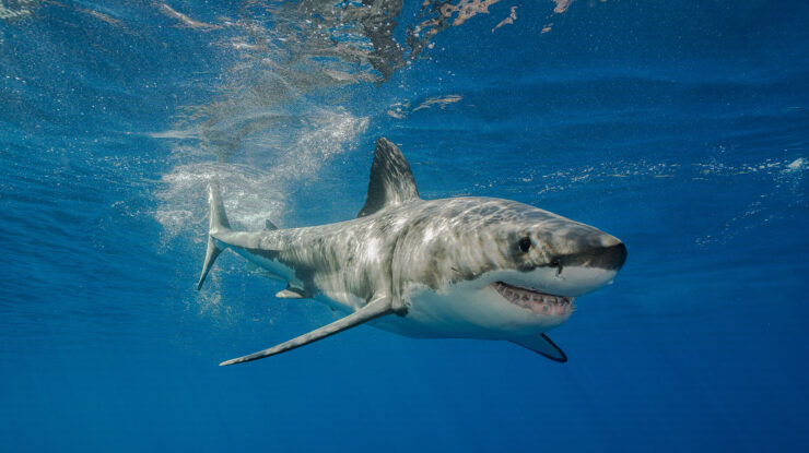 How Many Rows of Teeth Do Sharks Have?