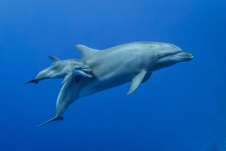 The Incredible Way Dolphins Sleep Without Drowning