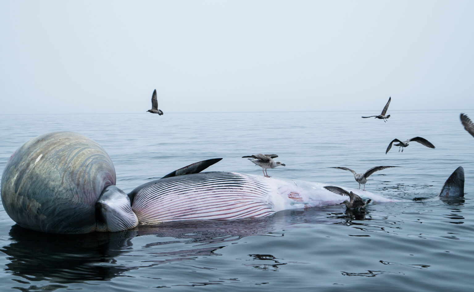 How Do Whales Die?