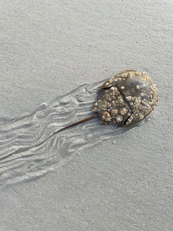 The Most Disturbing Ocean Parasites That Will Haunt Your Nightmares