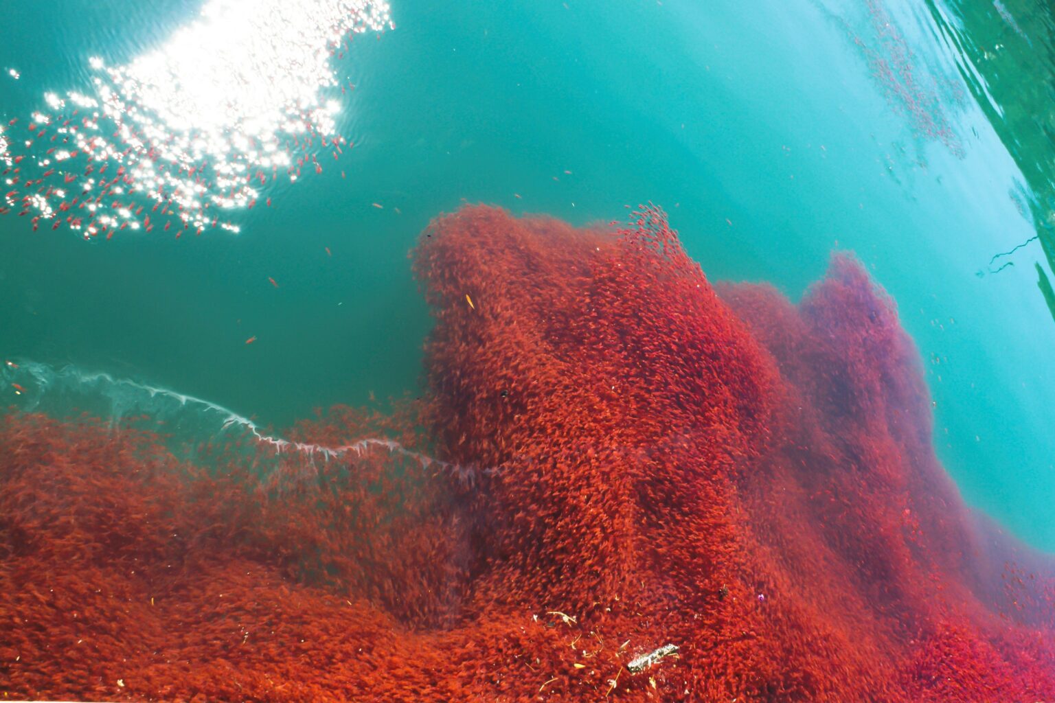 The Difference Between Krill and Shrimp