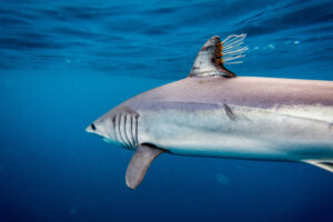 How Fast is a Mako Shark?