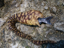 The Alien-Like Double Jaws of Moray Eels