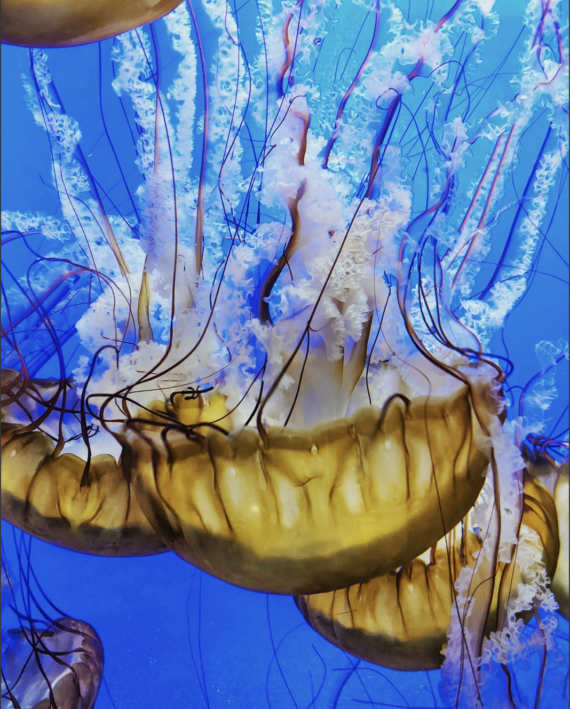 A Guide to the Different Types of Jellyfish in the Ocean - American Oceans