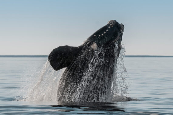 How Do Whales Communicate?