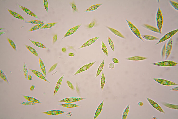Understanding The Microbial Loop 7650