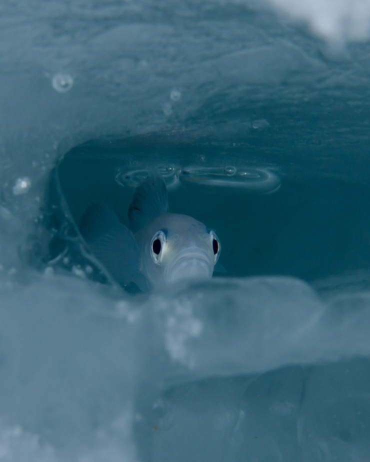 How Cod Survive Under Ice Without Freezing