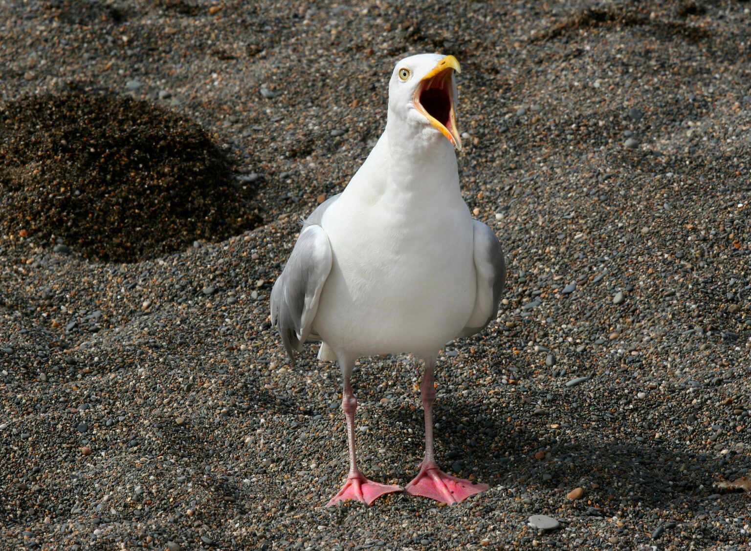 What Do Seagulls Eat?