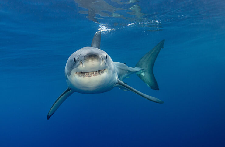 Are There Sharks in Orange Beach?