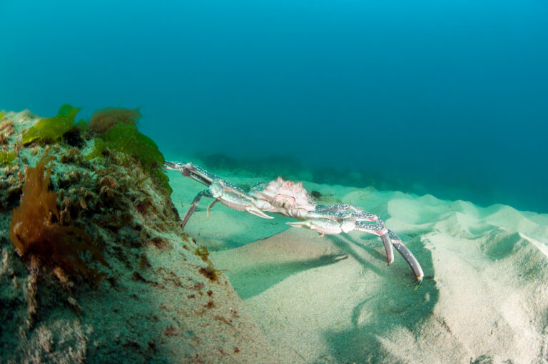 Biggest Snow Crab Ever Recorded