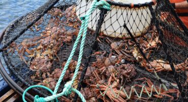 Biggest Snow Crab Ever Recorded