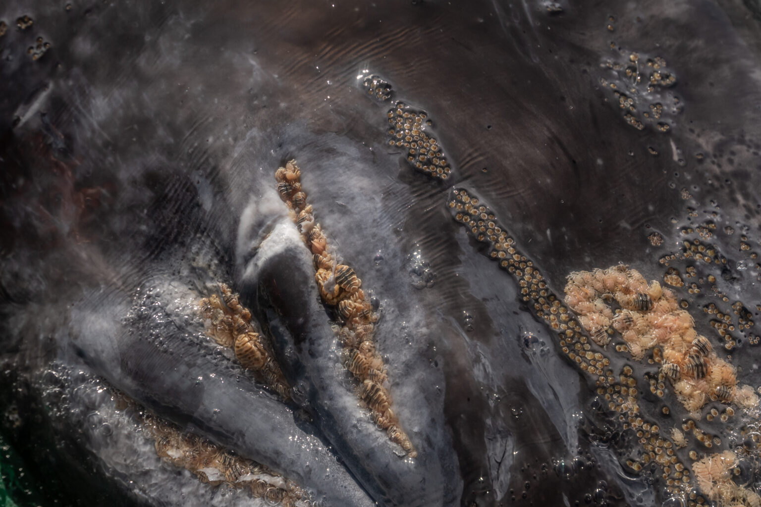 Whales Get Giant Lice and It's Terrifying