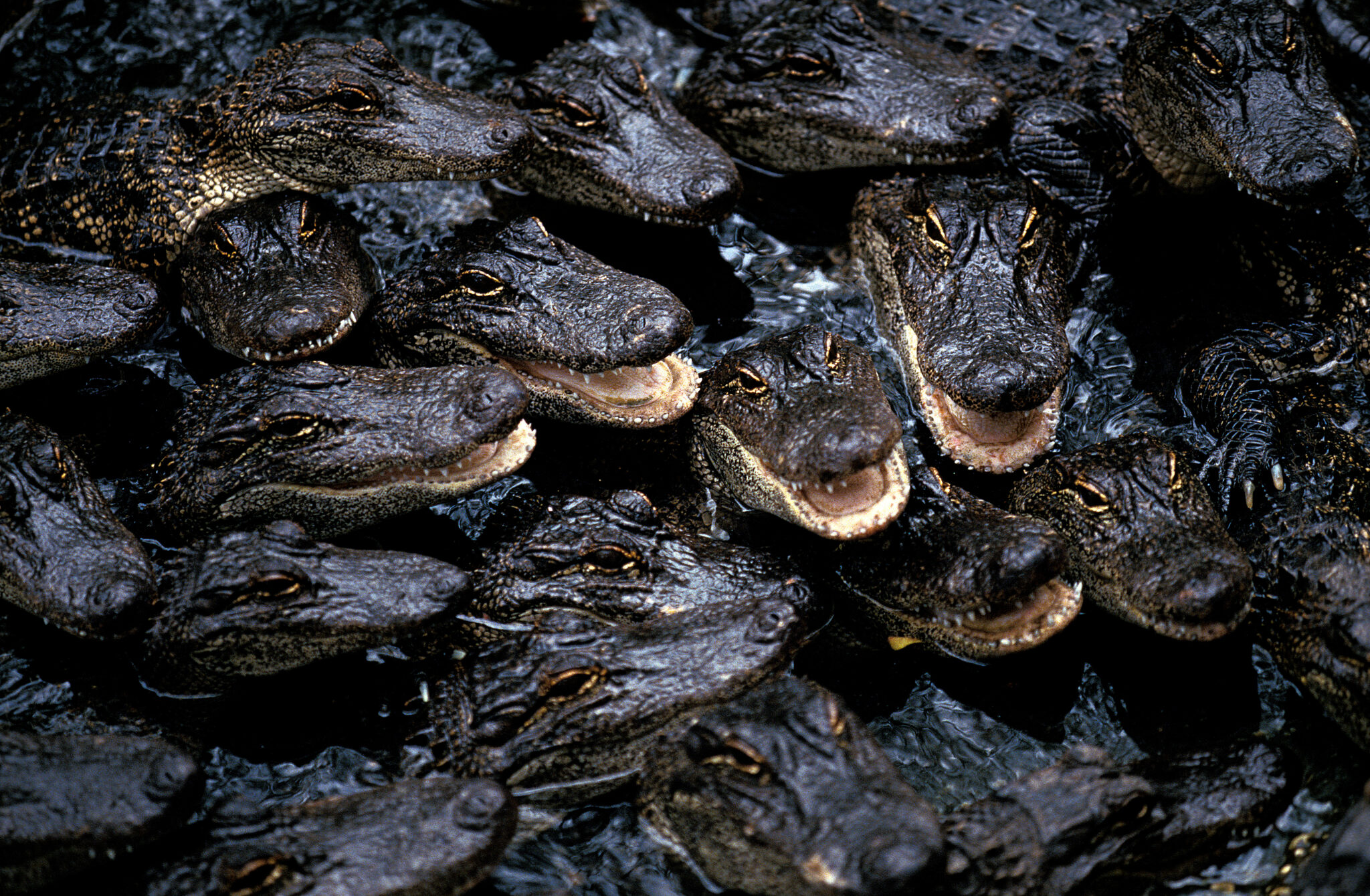 Most Dangerous Alligator Infested Rivers in Florida