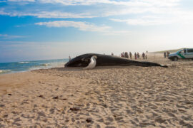 Why Do Whales Explode?