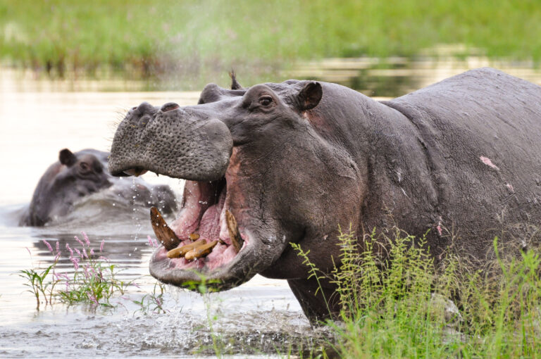 Biggest Hippo Ever Recorded