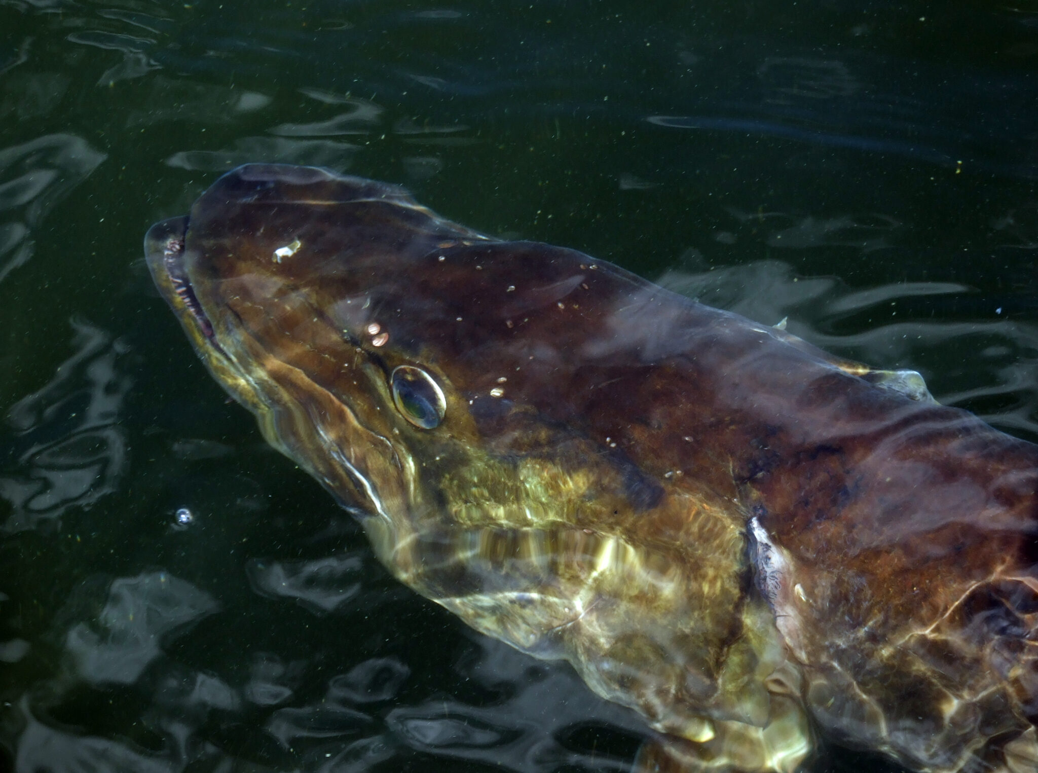 The Biggest Muskie Ever Caught