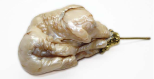 The Biggest Pearl in the World