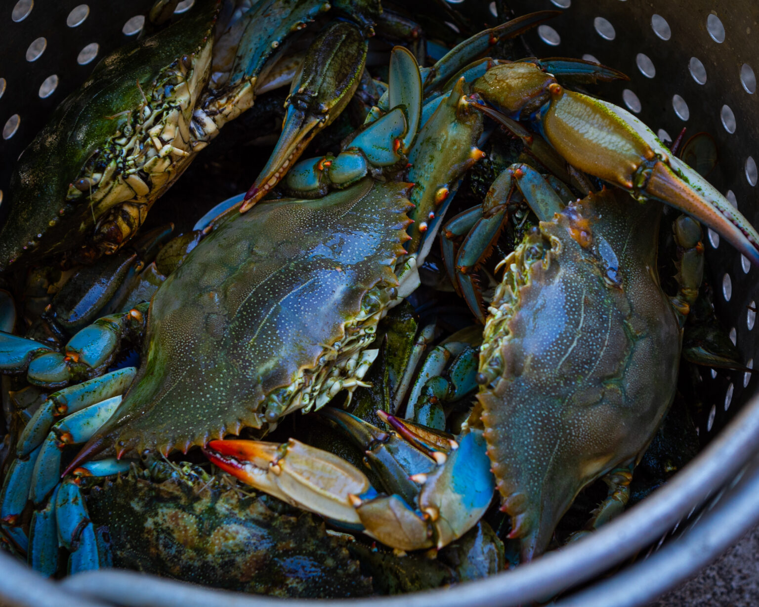 Blue Crabs are Being Caught in Maine Lobster Traps Thanks to Rising ...