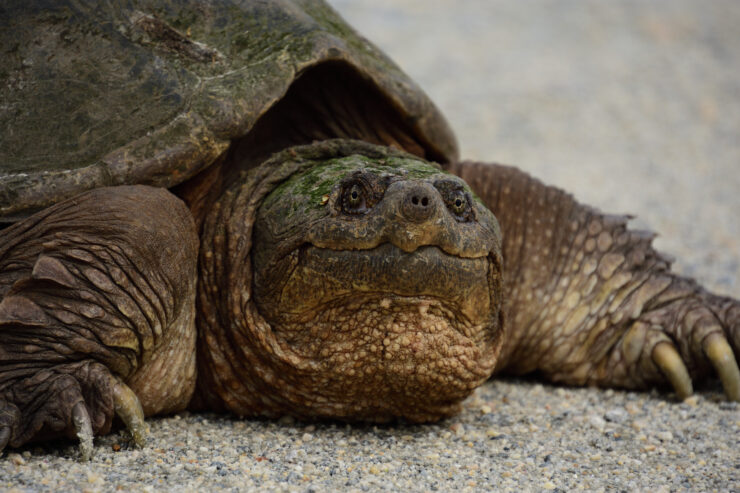 The Difference Between an Alligator Snapping Turtle and a Snapping Turtle