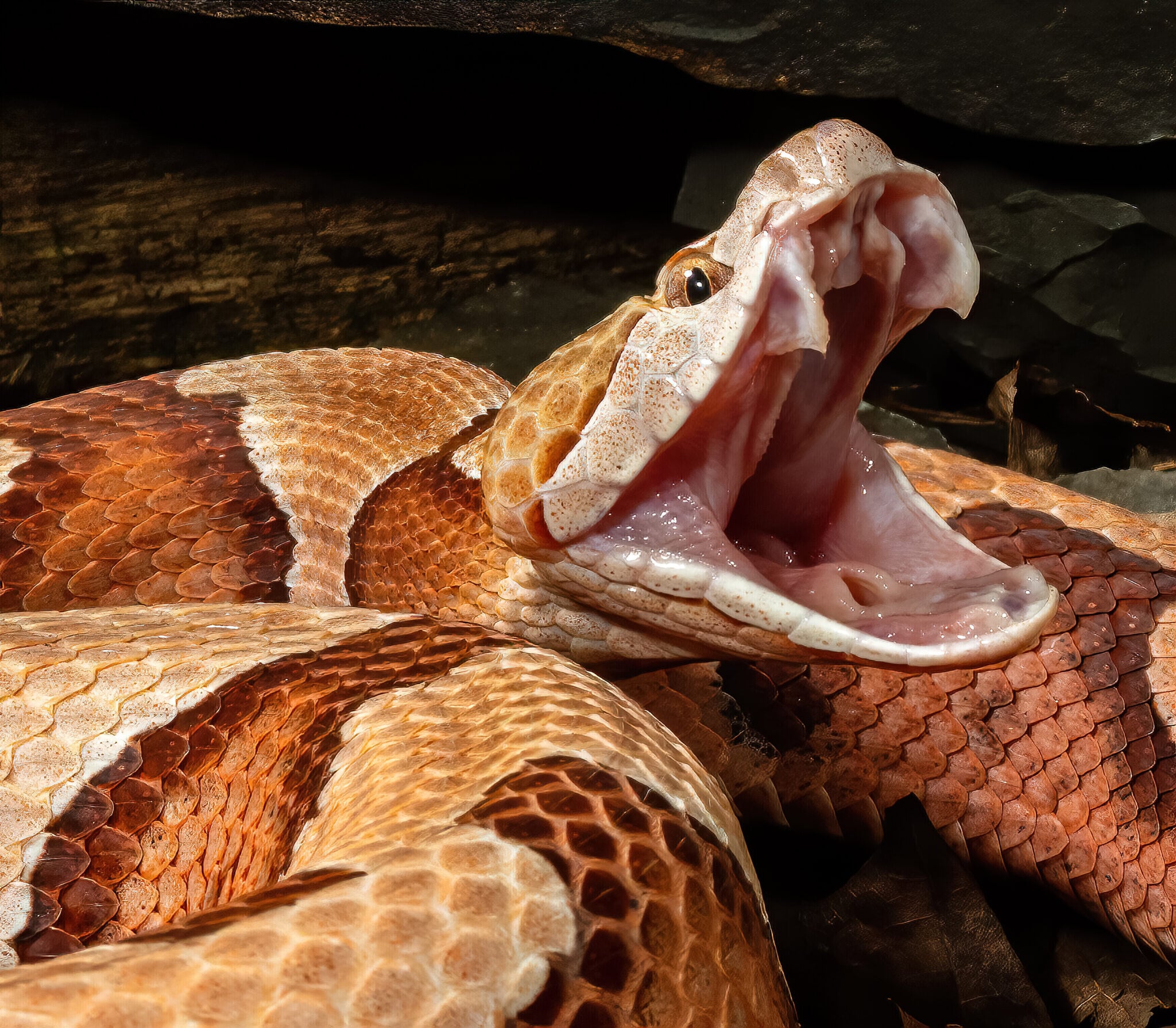 What's the Difference Between a Copperhead and a Water Snake?