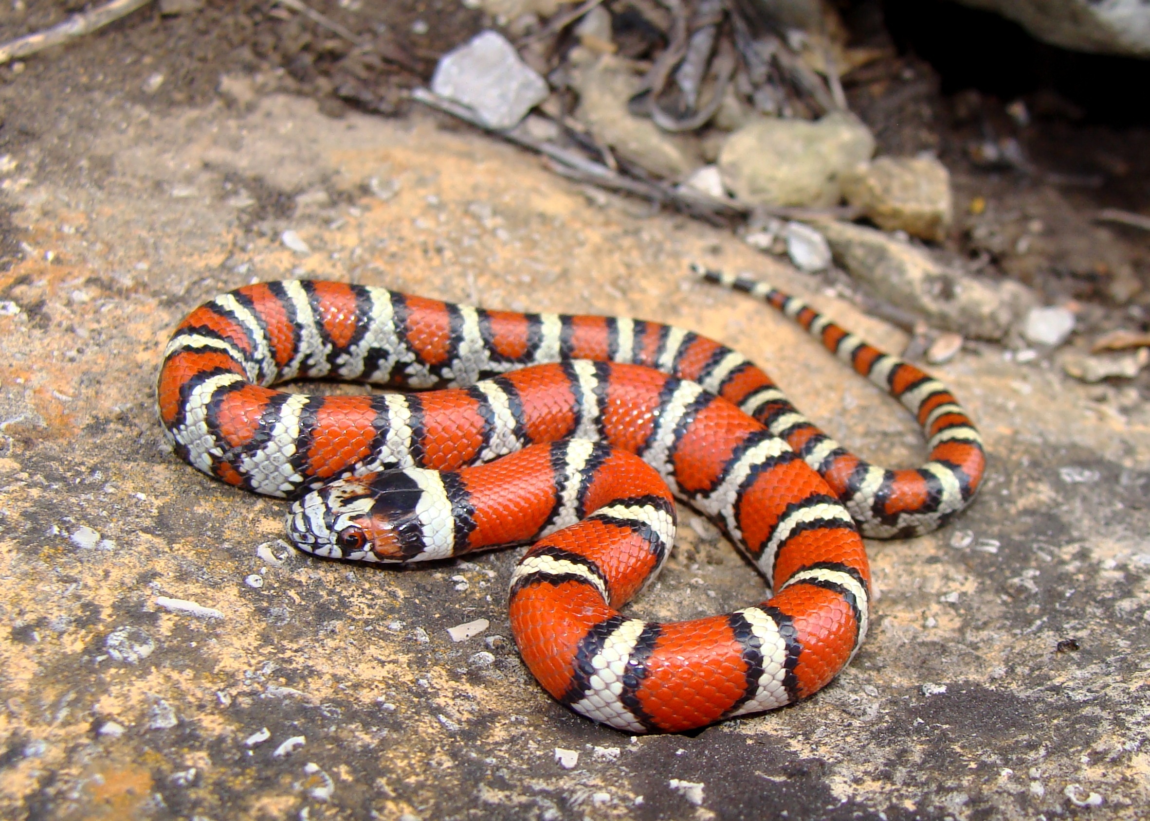 Coral Snake