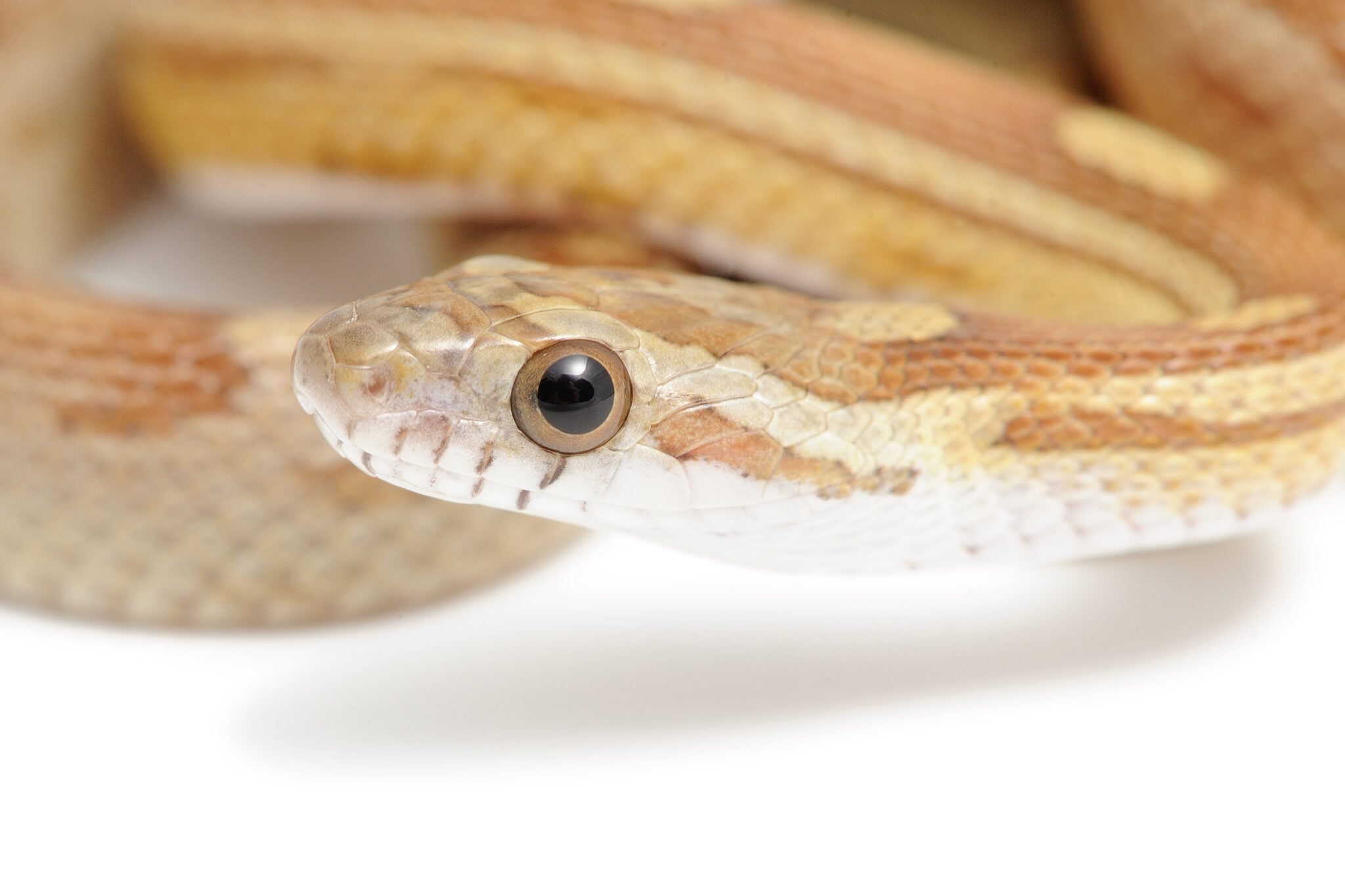 The Difference Between a Corn Snake and a Copperhead Snake - American ...