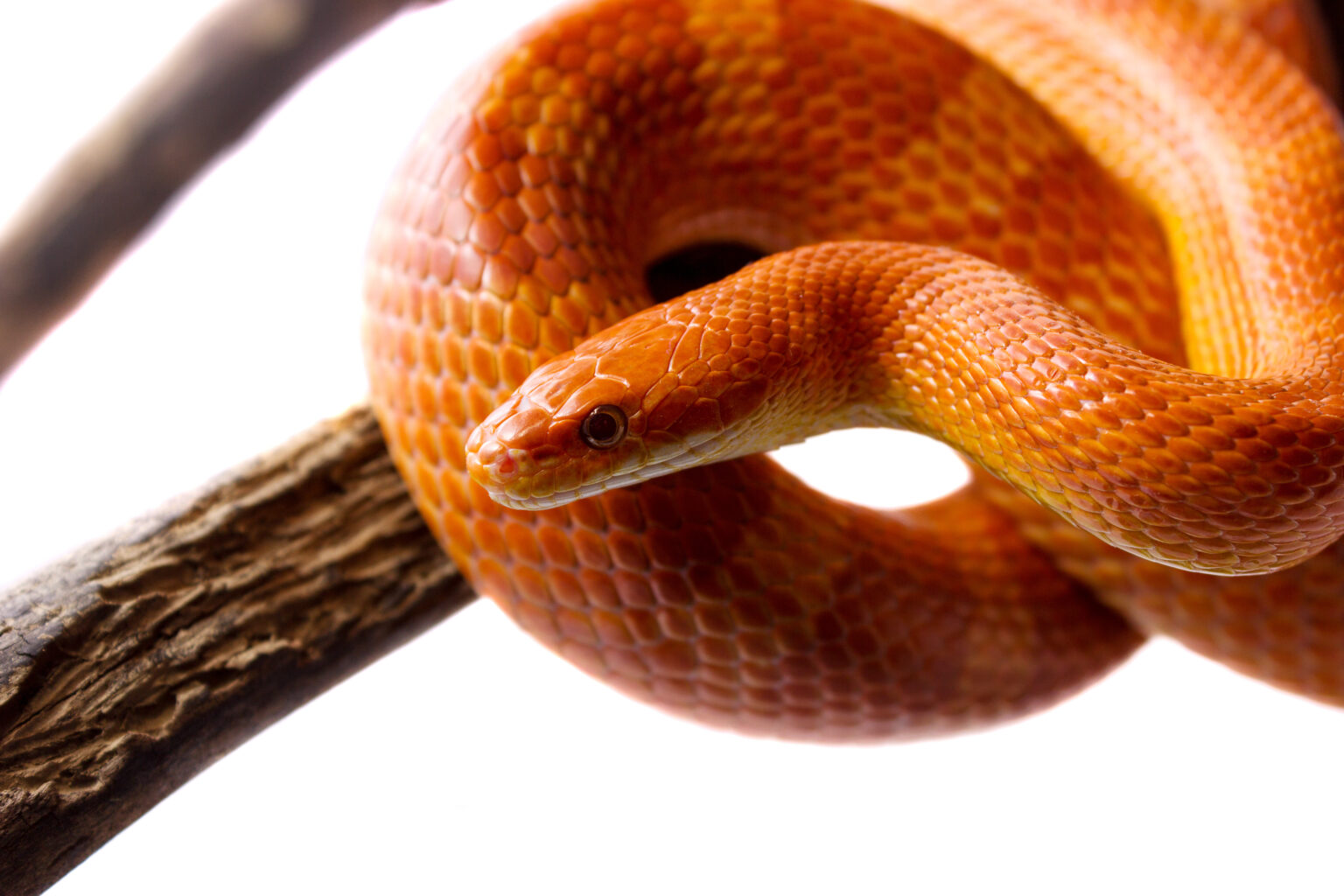 The Difference Between a Corn Snake and a Coral Snake