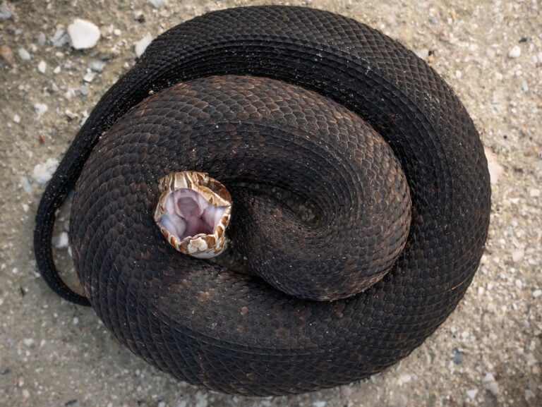 What's the Difference Between a Cottonmouth and a Water Moccasin?