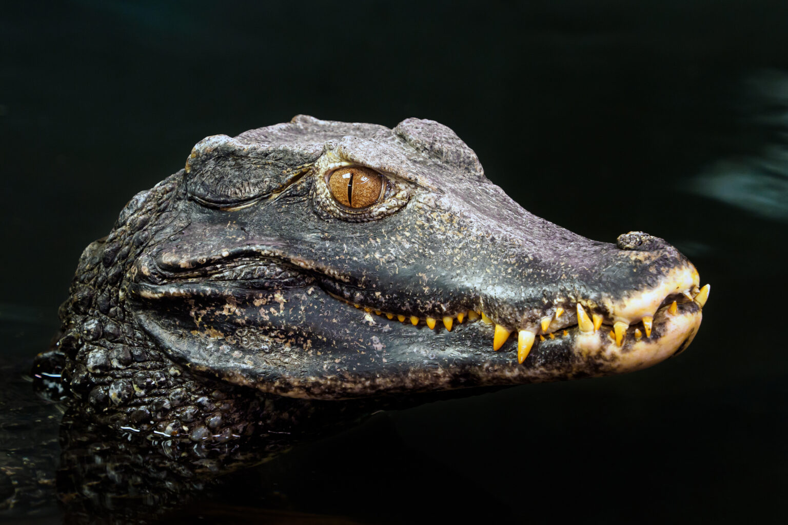 9 Most Dangerous Animals in the World