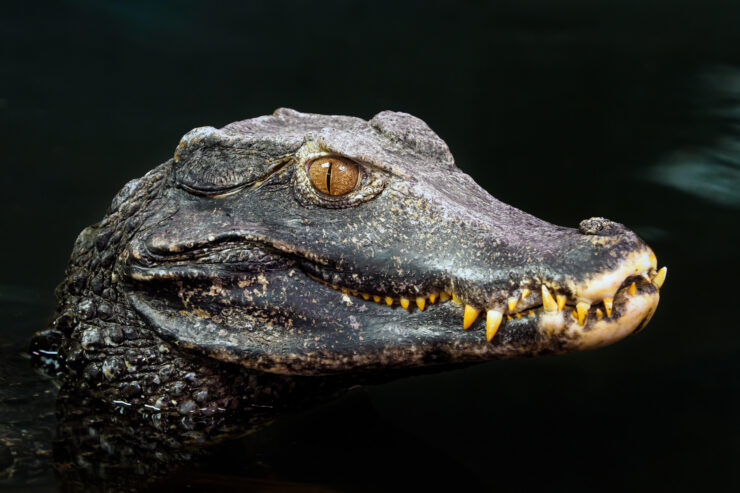 9 Most Dangerous Animals in the World