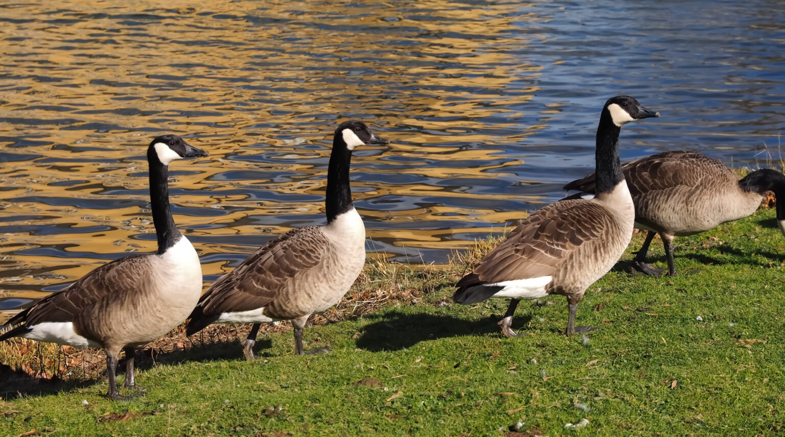 The Difference Between a Duck and Goose