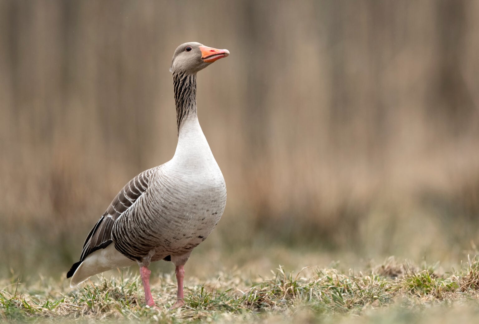 The Difference Between a Duck and Goose