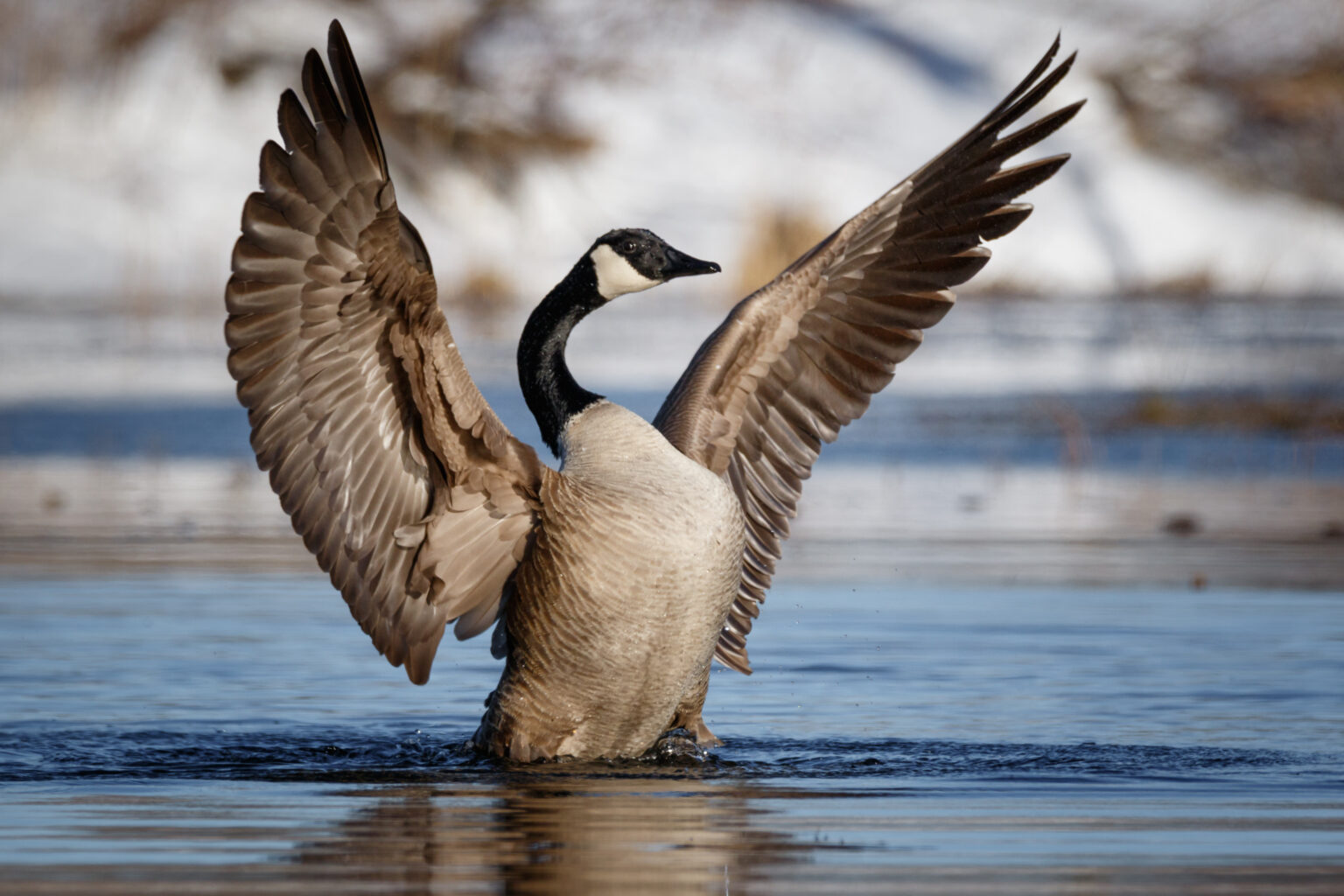 The Difference Between a Duck and Goose