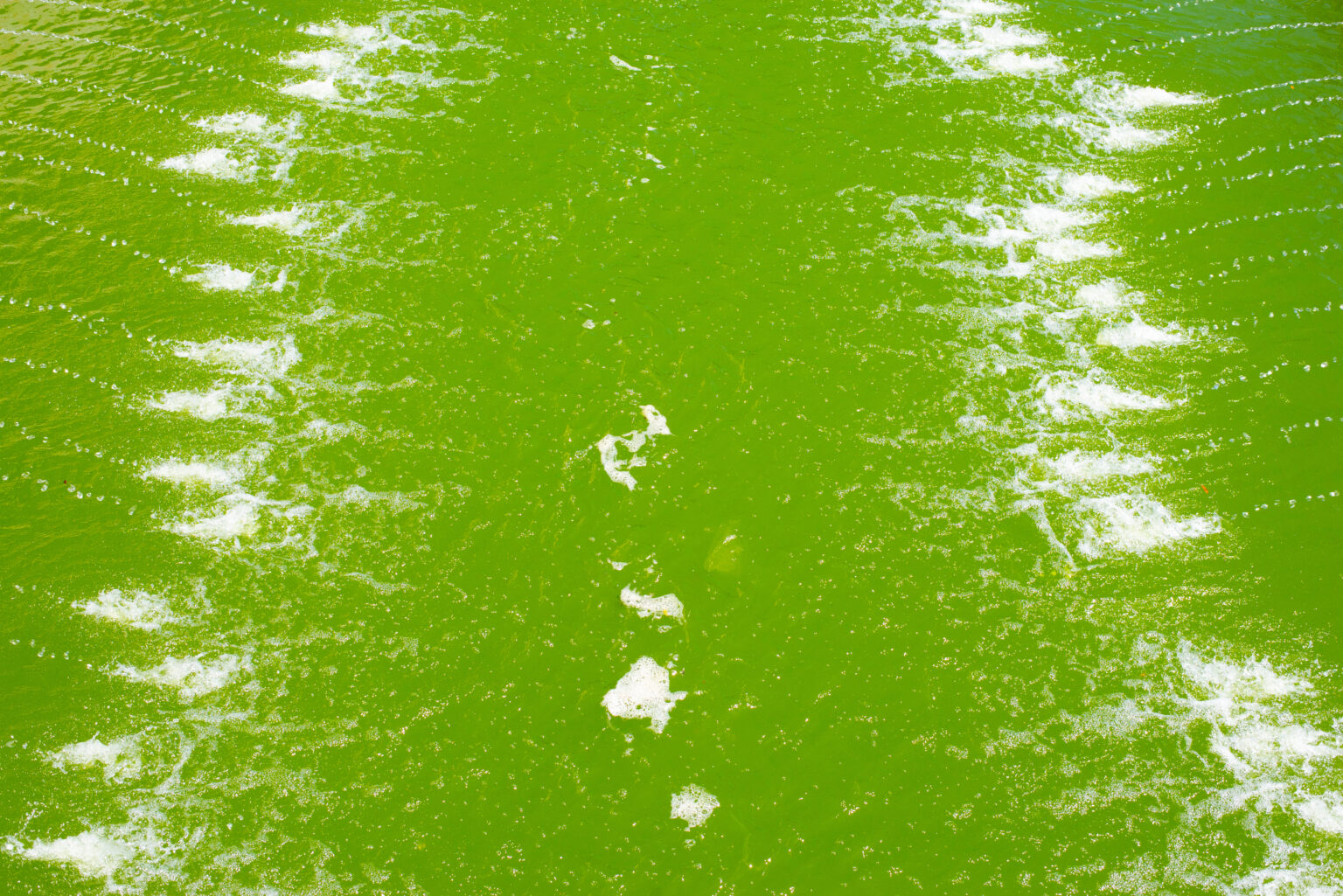 All There is to Know About Green Tide and How Dangerous It Is