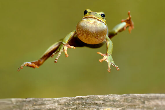 The Difference Between Toads and Frog