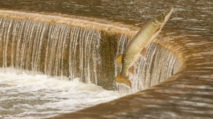 The Biggest Muskie Ever Caught