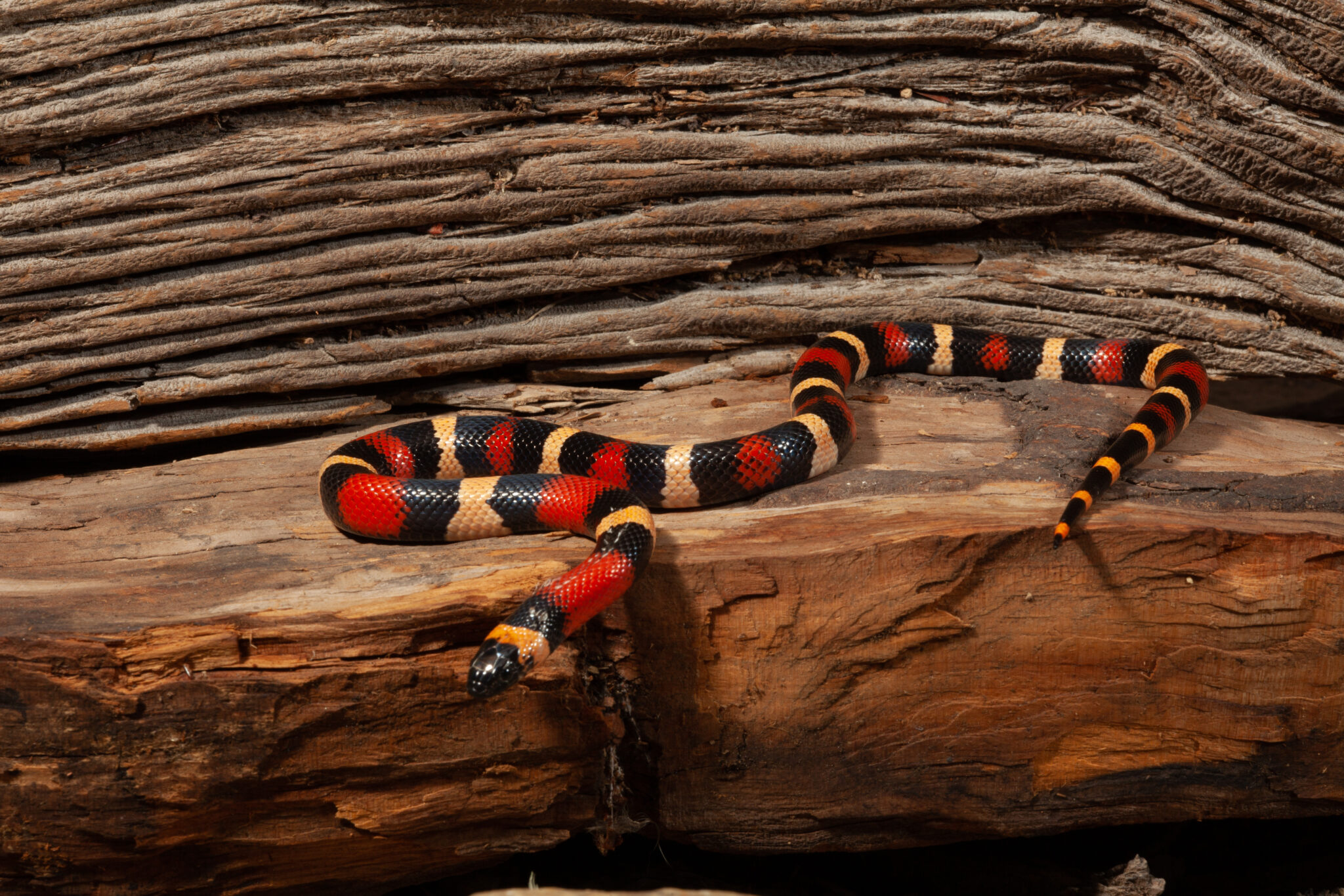 The Difference Between a Coral Snake and Milk Snake